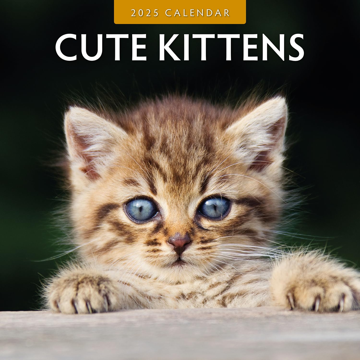 Cute Kittens – 2025 Square Wall Calendar – by Red Robin Publishing ...