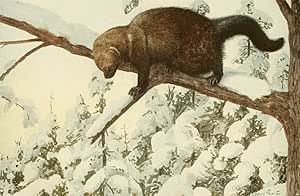 Amazon.com: Animales Salvajes de N América 1918 Fisher o pekan Cartel ...