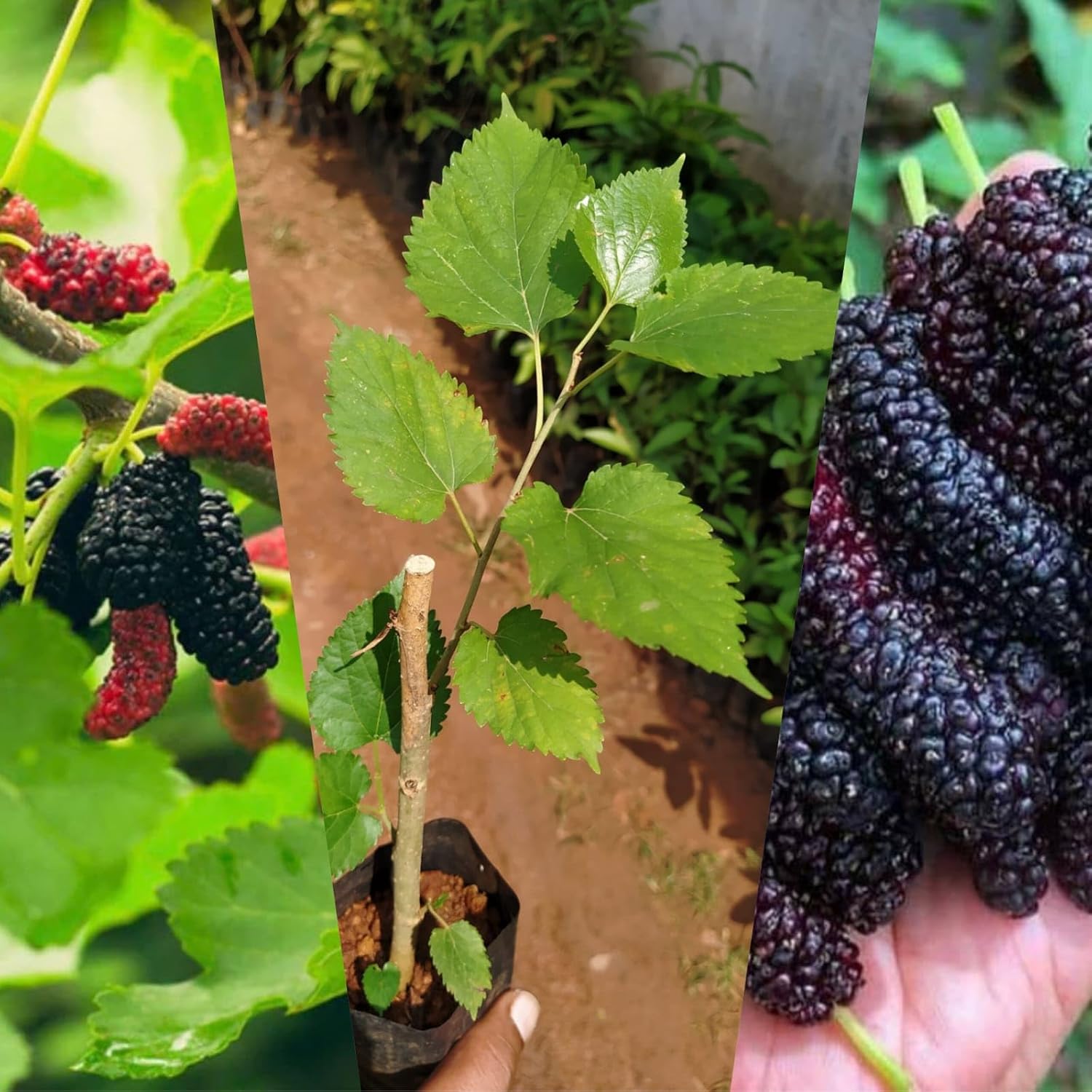 Mulberry morus rubra Live Plant : Amazon.in: Garden & Outdoors