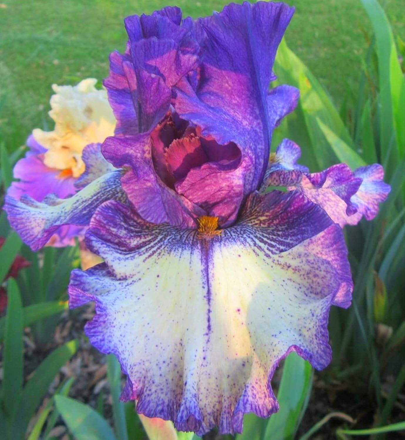 Amazon.com : MOLPOUI Iris Bulbs, Simply Beautiful Flowering Perennial ...