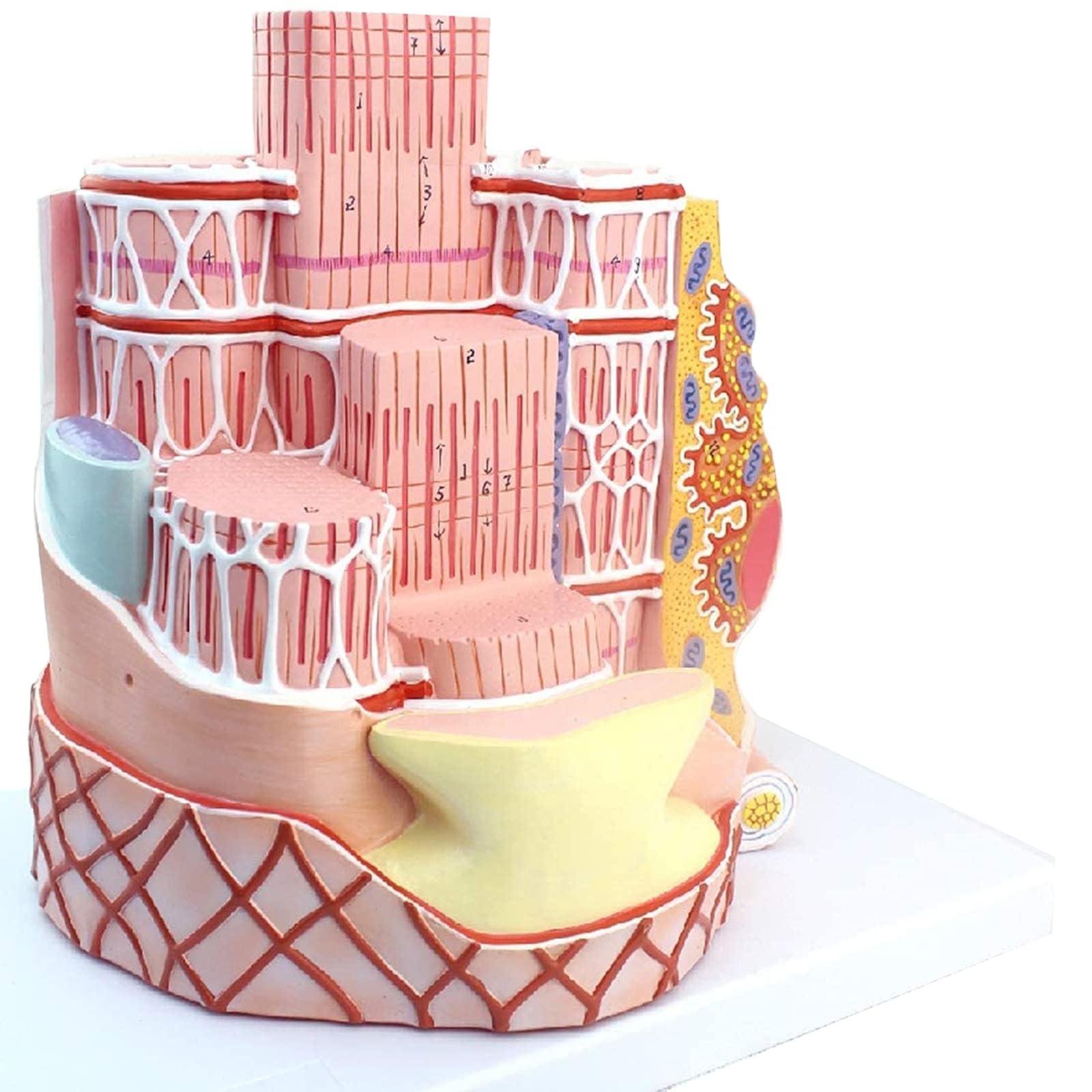 Buy Skeletal Muscle Model, Skeletal Muscle Fiber Anatomical, Model ...