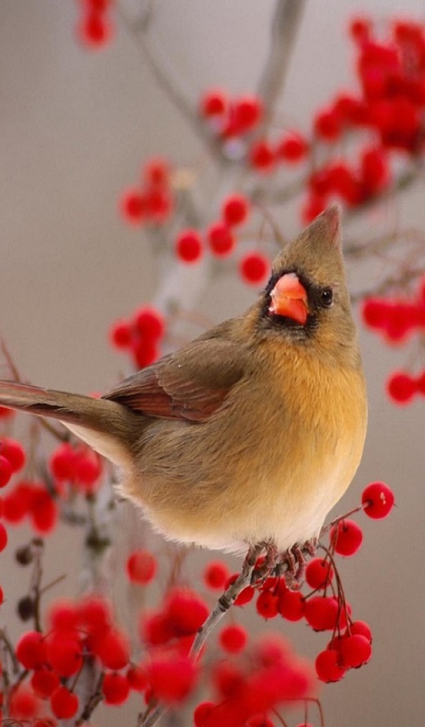 Birds Wallpapers - App on Amazon Appstore