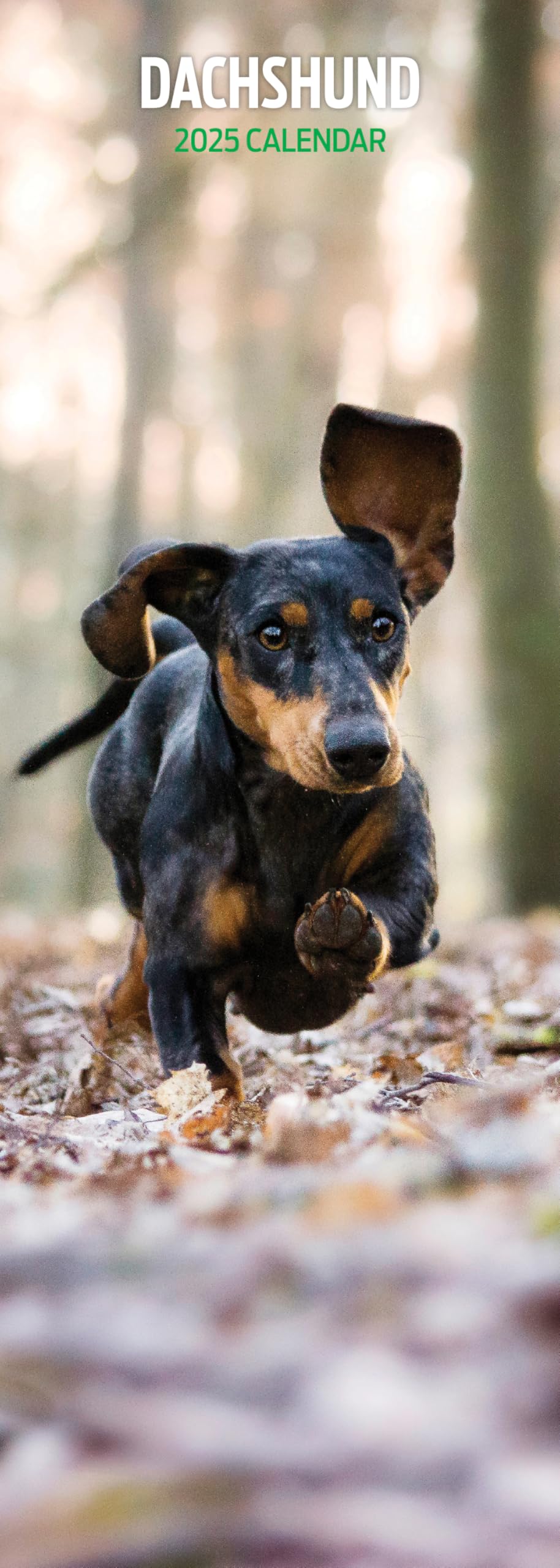 Dachshund 2025 Slim Calendar : Amazon.co.uk: Stationery & Office Supplies