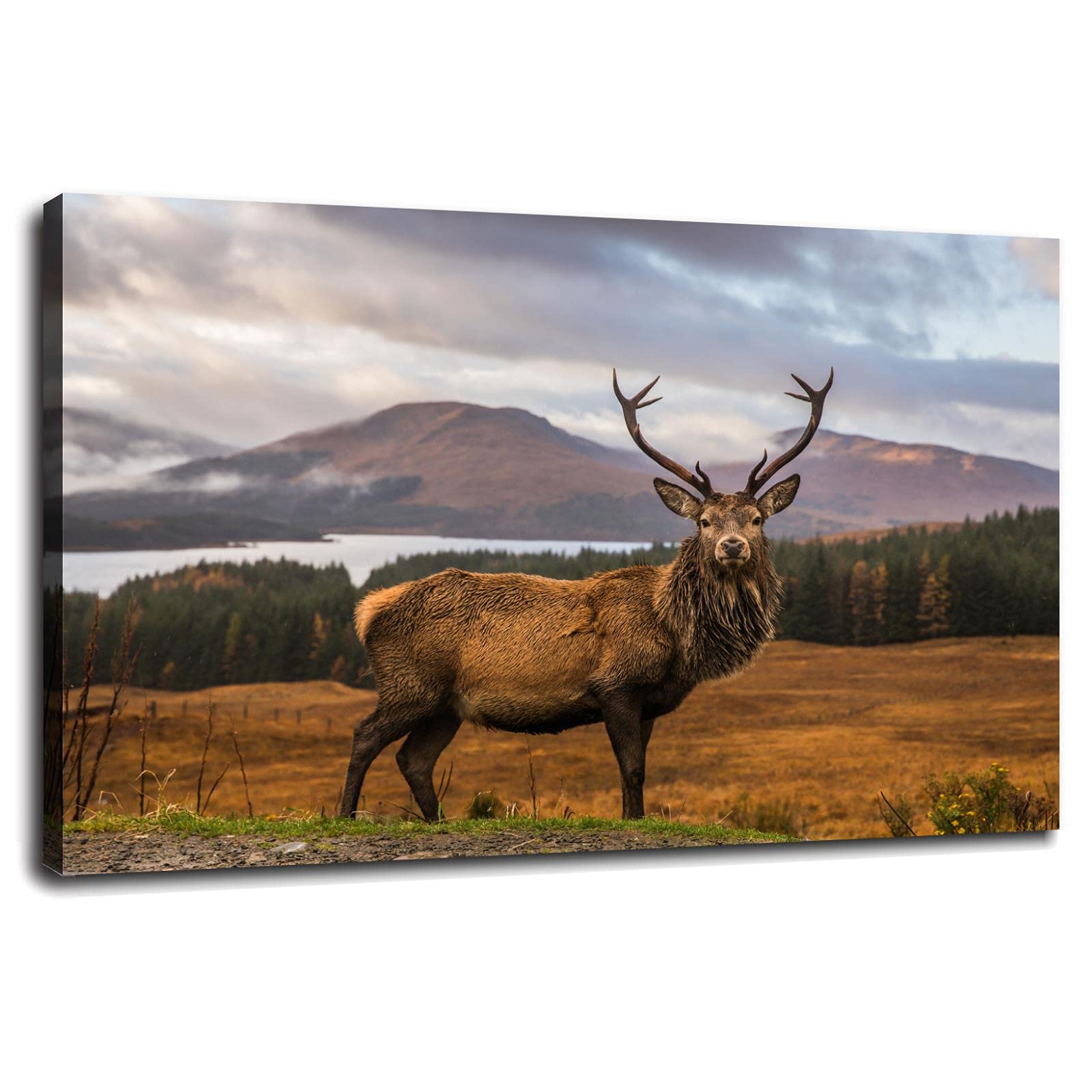 Scottish Elk
