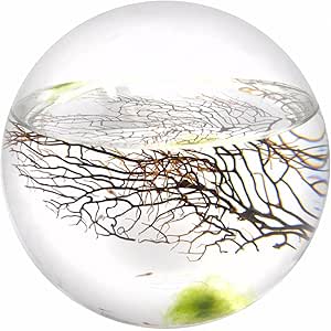 Amazon.com: EcoSphere 閉合水世界生態球 : 寵物用品