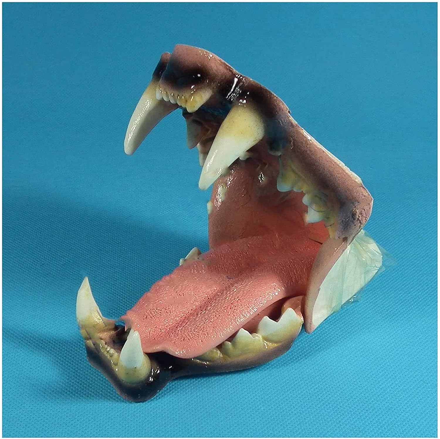 Amazon.com: Dental Leopard Teeth Teaching Model Animal Teeth Model ...