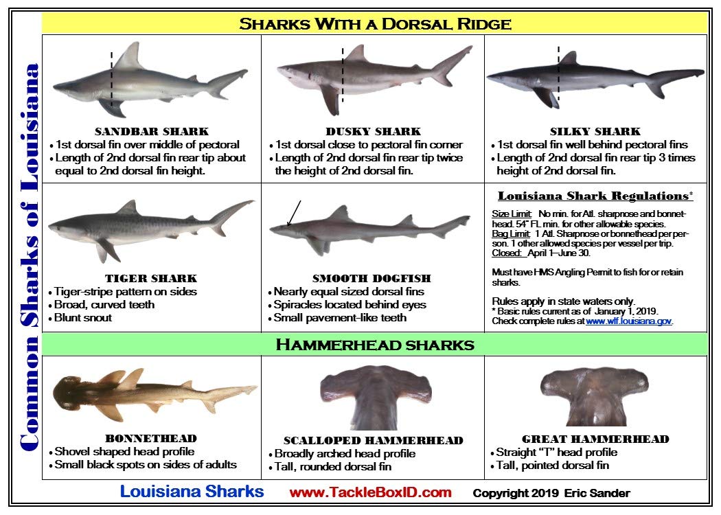 Louisiana Saltwater Fish Identification Card Set - Three Waterproof ...