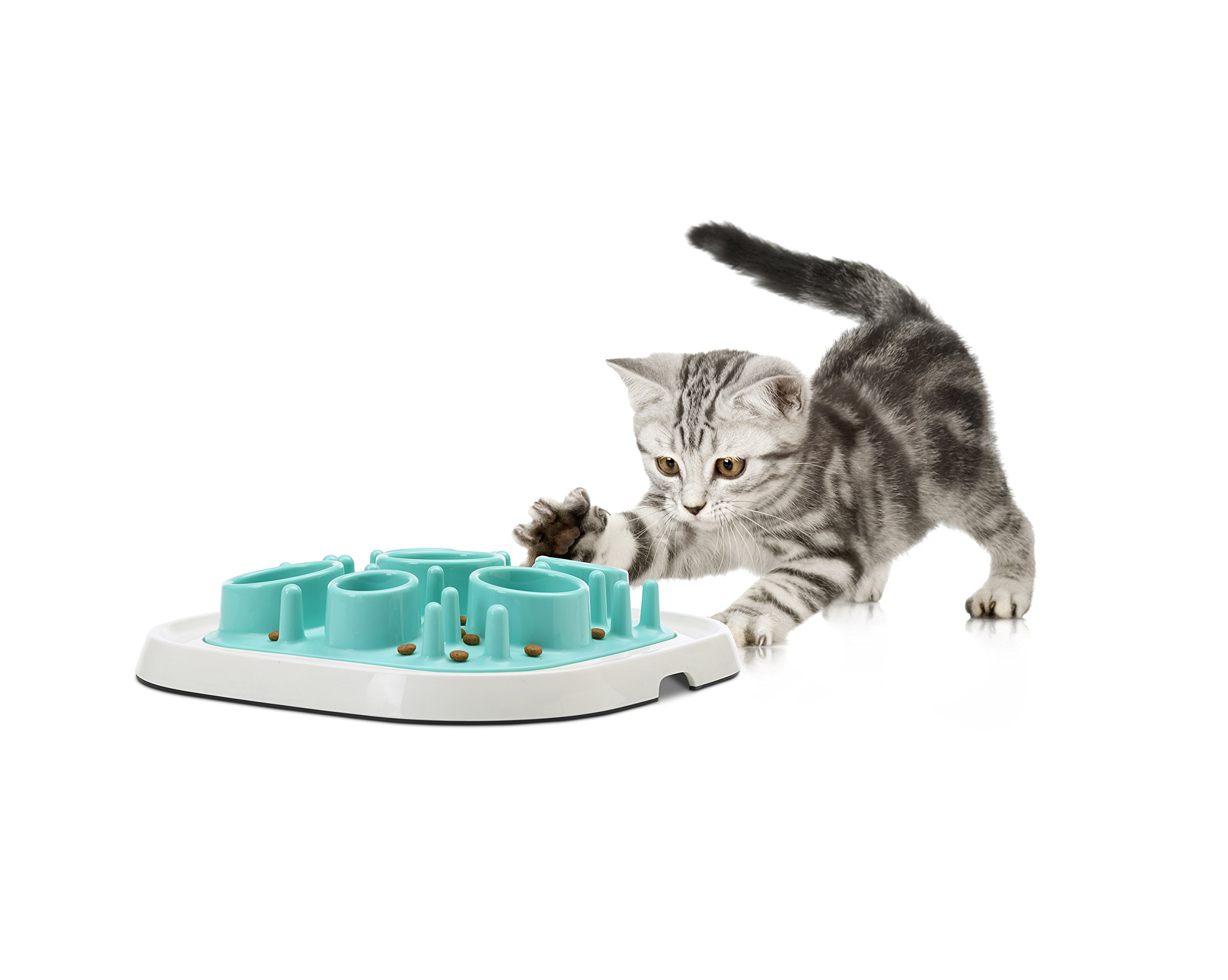 The Enigma Katzen
