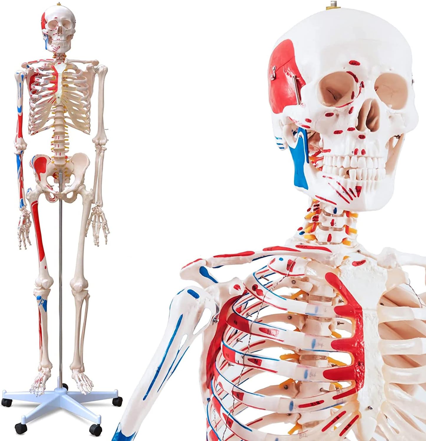 Amazon.com: Educational Materials, Human Skeleton Muscle Painting ...
