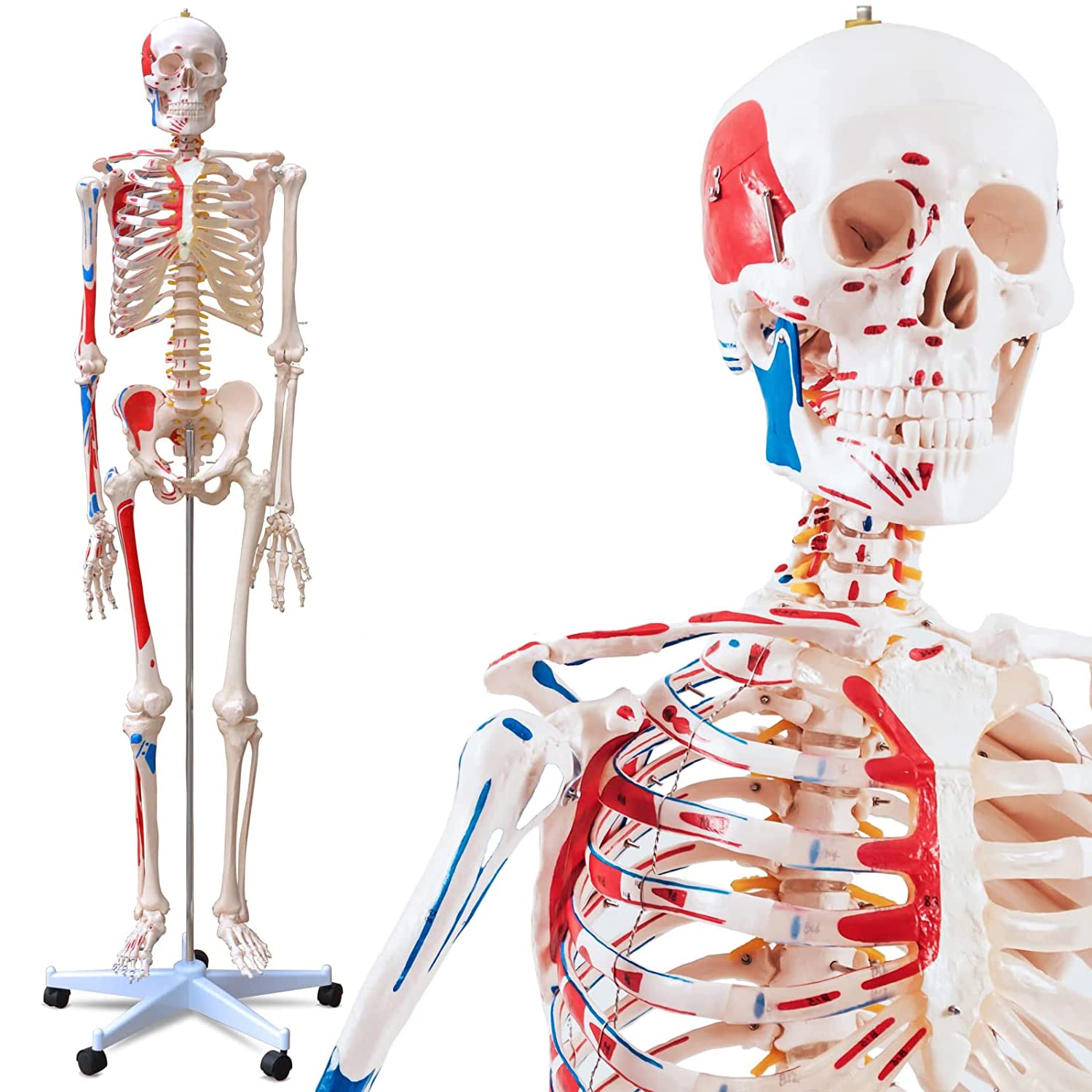 Uigjiog Human Skeleton Muscle Painting Anatomy Model Anatomy Skeleton ...