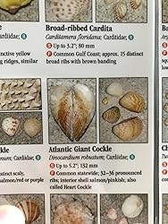 Shells of Florida-Gulf of Mexico: A Beachcomber’s Guide to Coastal ...
