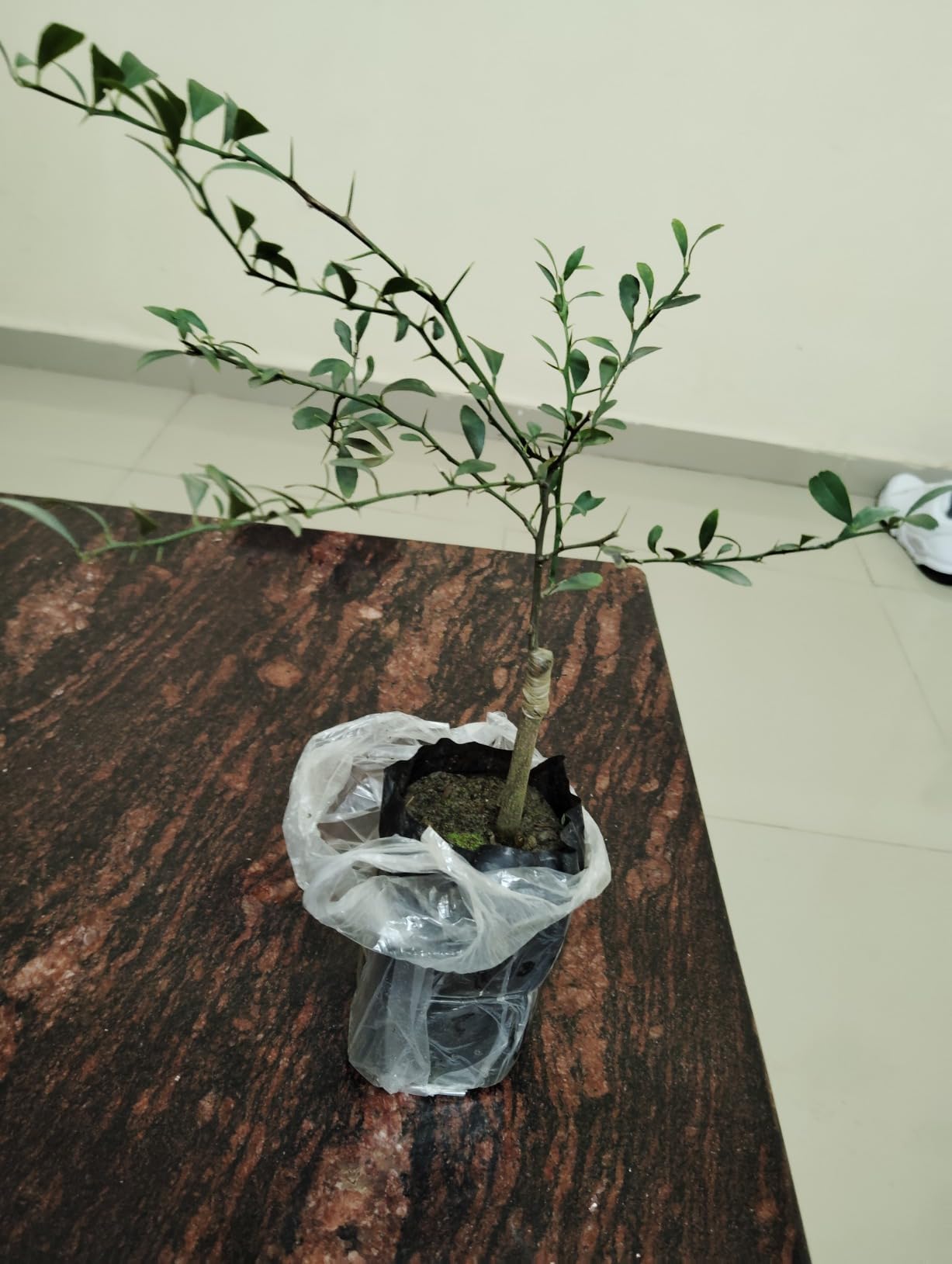 Australian Finger Lime Finger Lemon Citrus "Fruit After 1 Year" Healthy ...