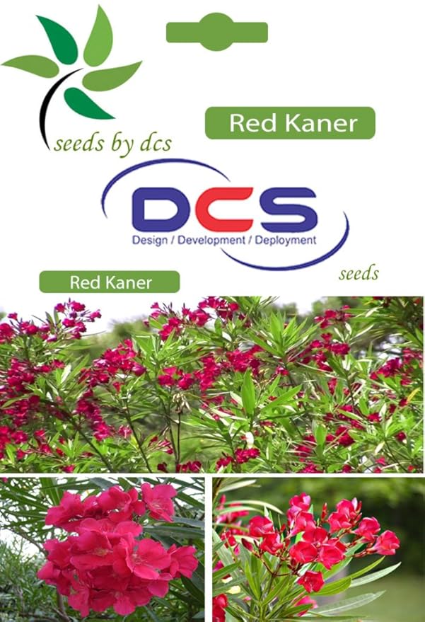 Dcs Red-Kaner Seeds (White) : Amazon.in: Garden & Outdoors