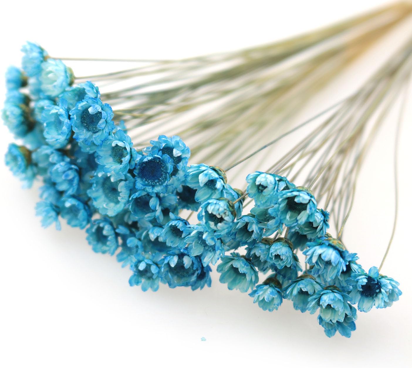 Amazon.com: TAODAN 90 Stems Natural Dry Flowers Royal Blue Brazilian ...