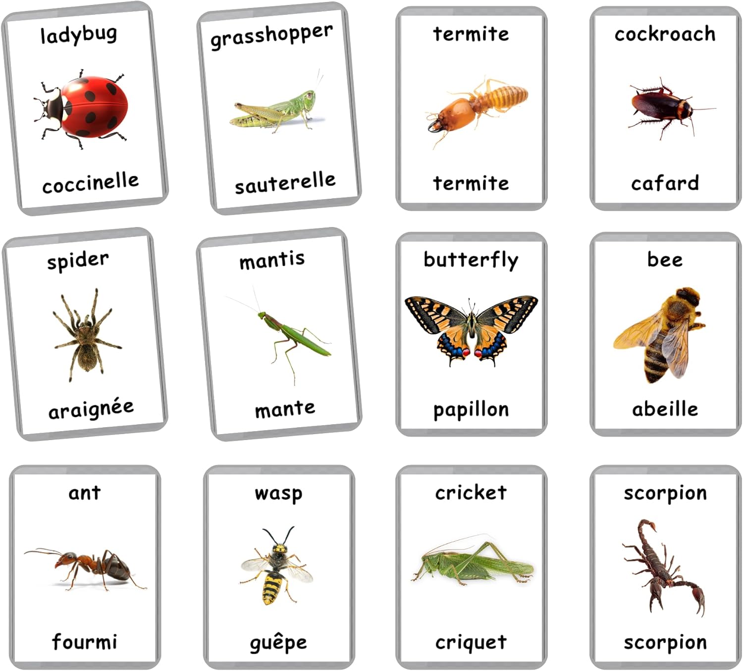 Amazon.com: Generic Insects Bugs Flash Cards | 28 Laminated Flash Cards ...