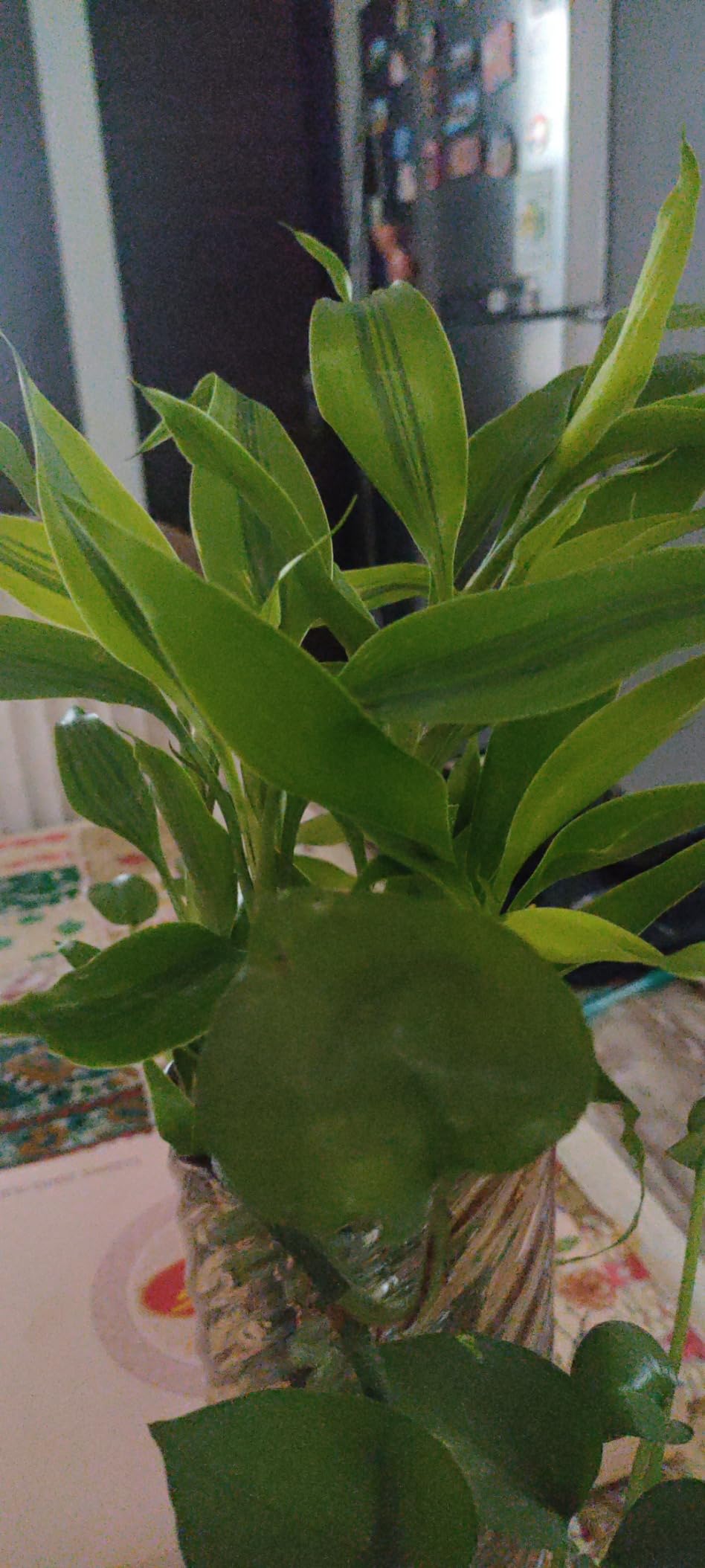 Dishita - Go Green Live Lucky Bamboo Straight Sticks | Combo Pack of 5 ...