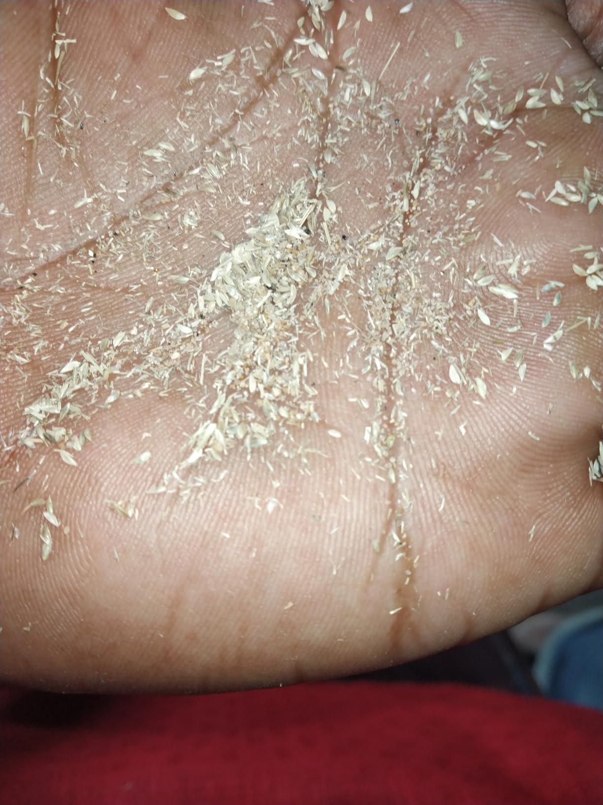 Natural Agrocare Indian Durva/Doob Grass Seeds (Pack of 10g Seeds ...