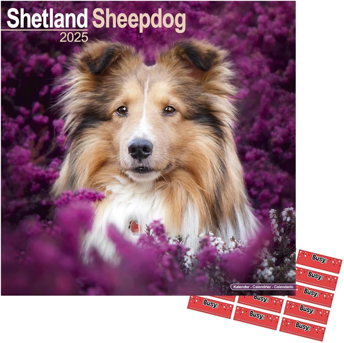 Shetland Sheepdog Calendar 2025 | Square Dog Breed Sheltie Wall ...