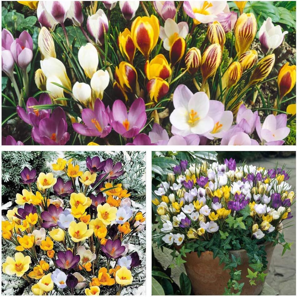 100 x Mixed Crocus Bulbs - Dutch/Vernus Variety : Amazon.co.uk: Garden