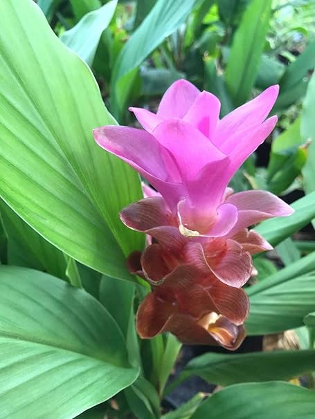 Ohhsome Mango Ginger Amba Haldi Curcuma Amada Ambakasia Ada Live Plant ...