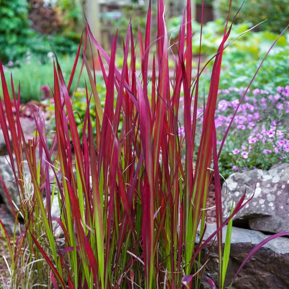 Imperata cylindrica 'Rubra' 'Red Baron' Japanese Blood Grass Hardy ...
