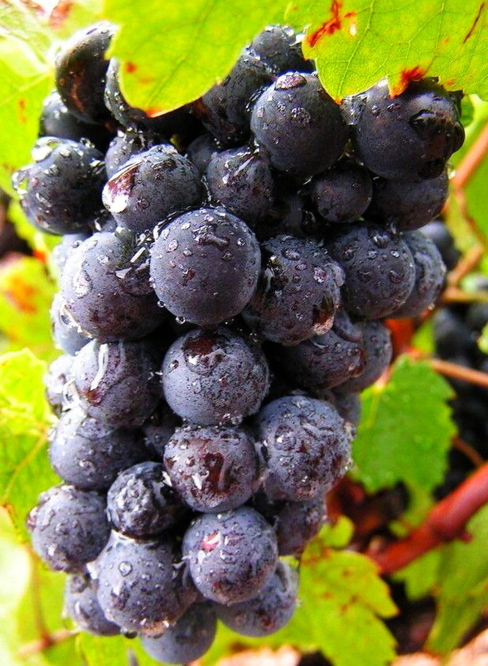 Amazon.com : 40+ Grape Seeds Vine Fruit Seeds Mix Plant Home Garden Non ...