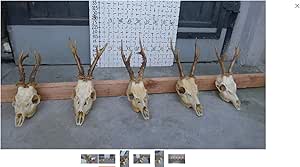 Collezione di capriolo cervo completo teschio corna set di 5 espositore ...