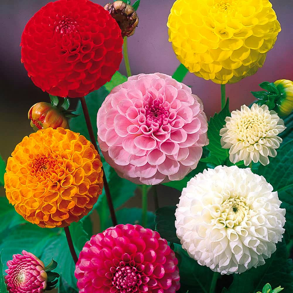 3 x Dahlia Pompon Mixed – Colourful Ball-Shaped Flowers – Summer ...