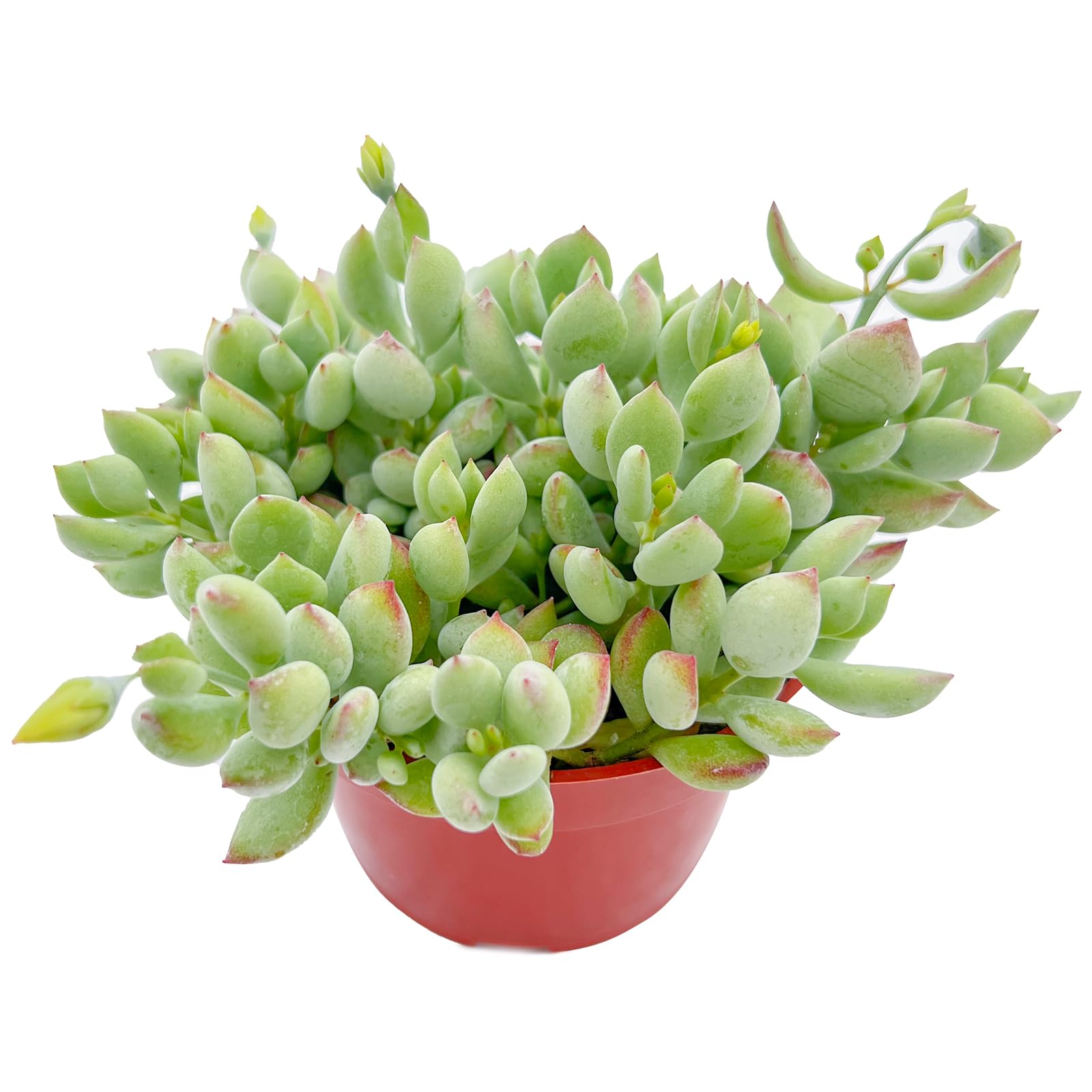 Amazon.com : Live Succulent Cotyledon Pendens (Cliff Cotyledon), Large ...