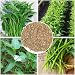 Amazon.com : 600 Seeds (30g) Kangkong Seeds - Rau Muong - Ong Choy ...