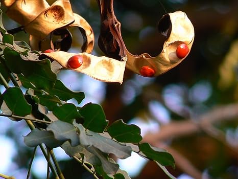 Creative Farmer Ornamental Tree Seeds Red Sandalwood - Ani Kundamani ...