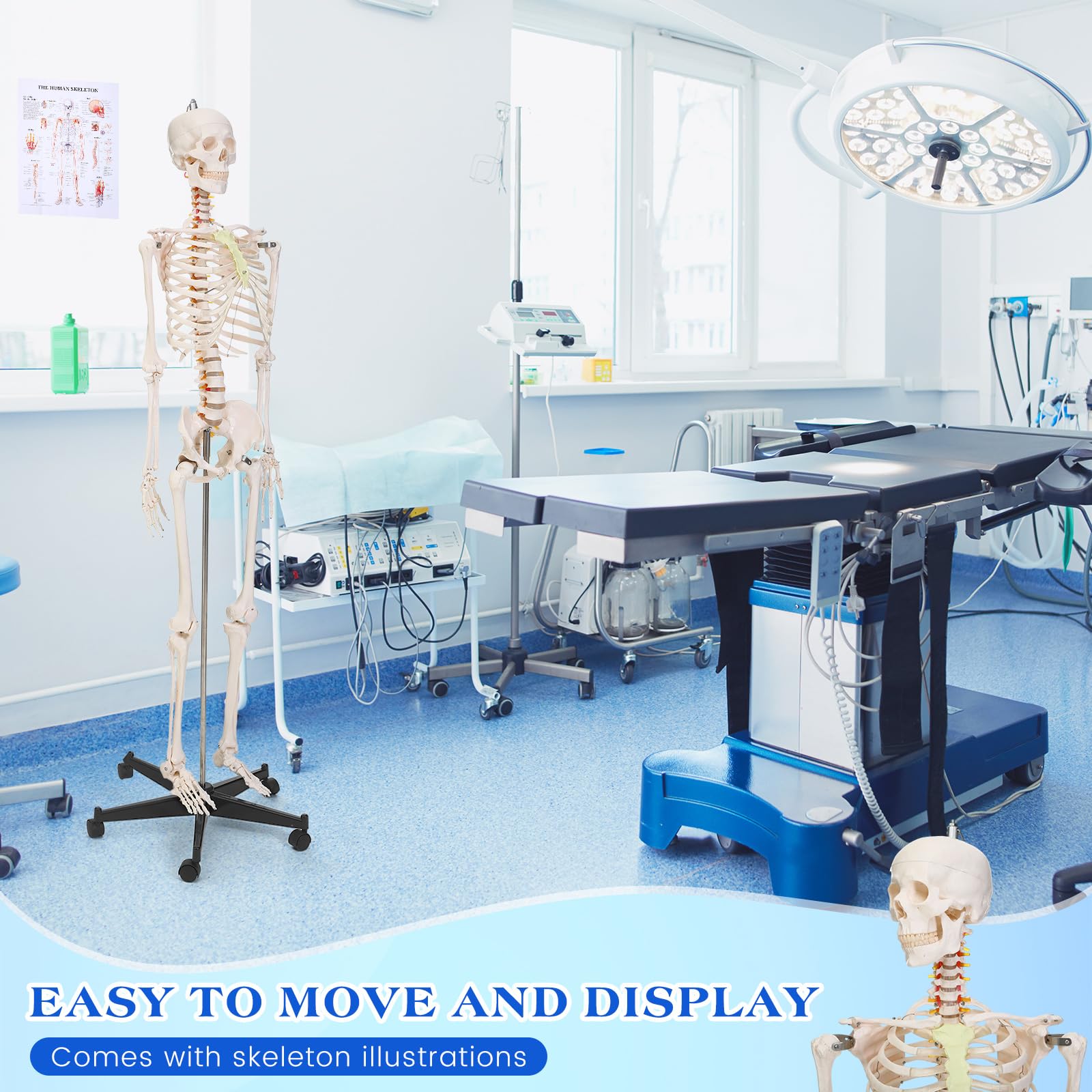 Snapklik.com : Menkxi Human Skeleton Model For Anatomy Refined PVC 70.8 ...