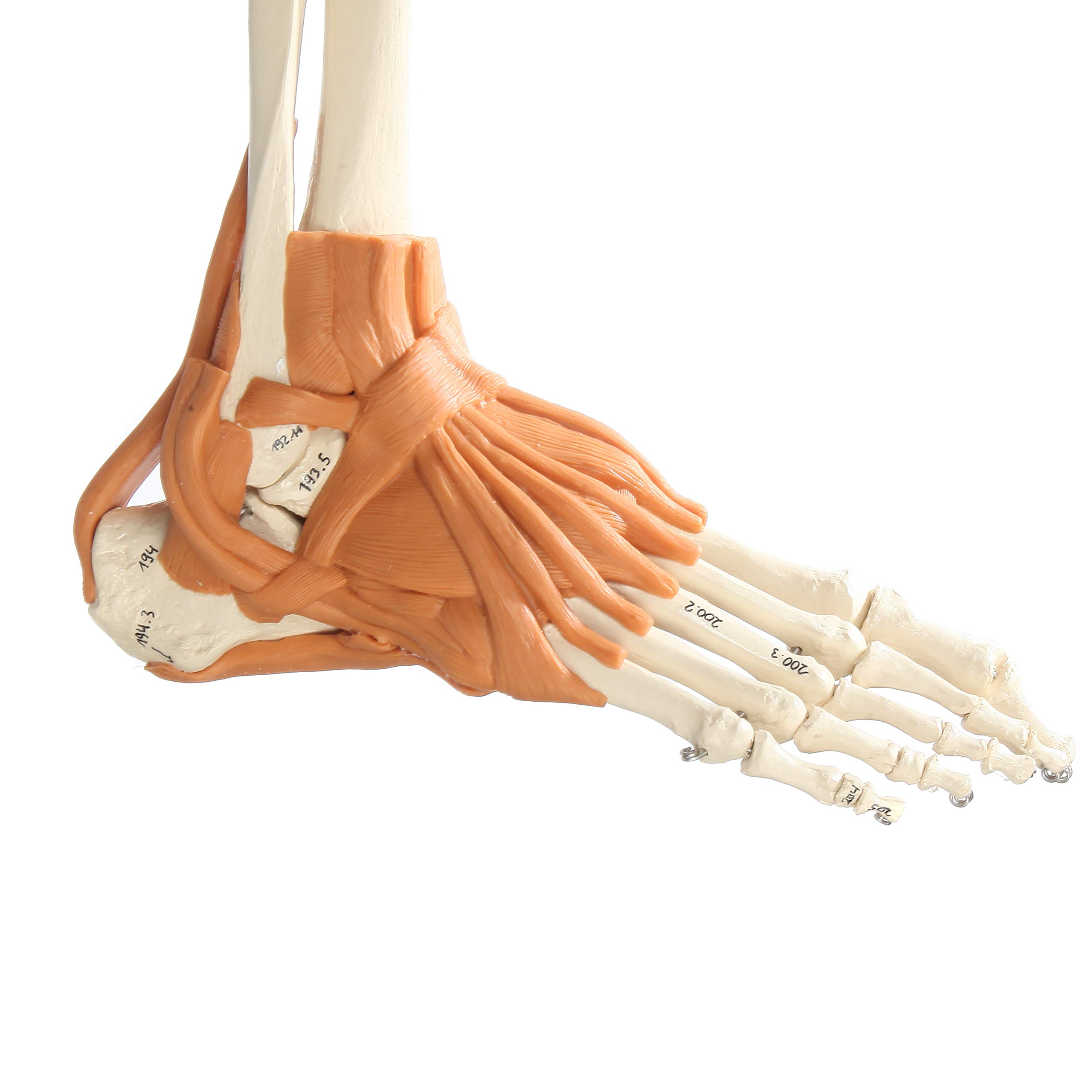 Buy Rudiger Anatomie Deluxe Skeleton Model, Life Size Flexible Anatomy ...