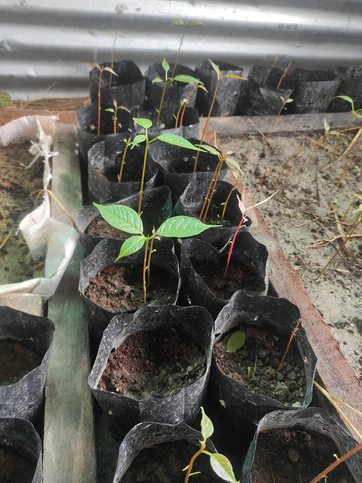 SRI SAI FORESTRY Mahogany Tree Seeds For Planting 150G : Amazon.in ...