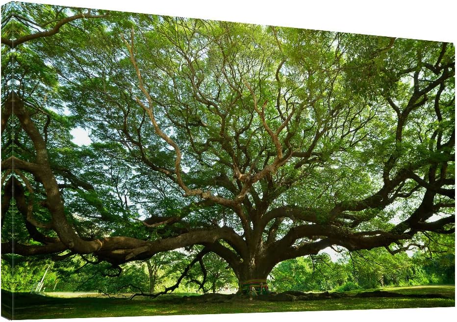 Amazon.com: Green Big Tree Canvas Wall Art -Large Nature Tree Art Wall ...