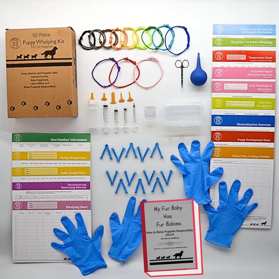 Dog Pregnancy: Timing After Birth | PetShun