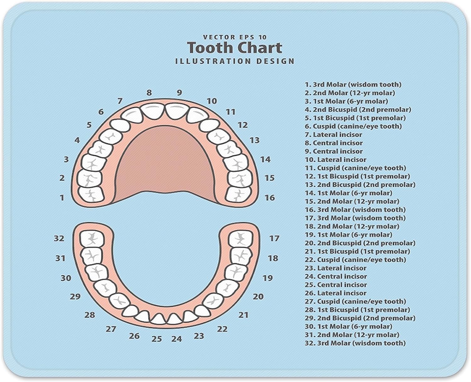 Amazon.com: CosrKee Mouse Pads Pink Education Tooth Chart Number ...