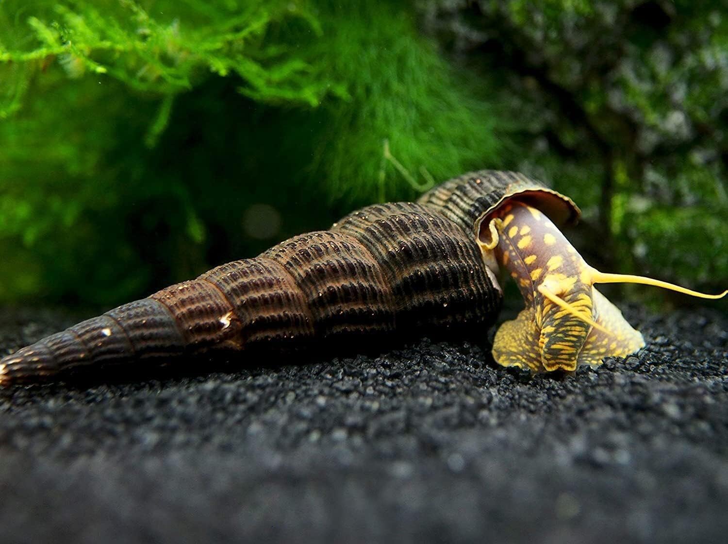 CU AQUATICS RABBIT POSO ELEPHANT SNAIL - AQUARIUM LIVE SNAILS | ALGAE ...