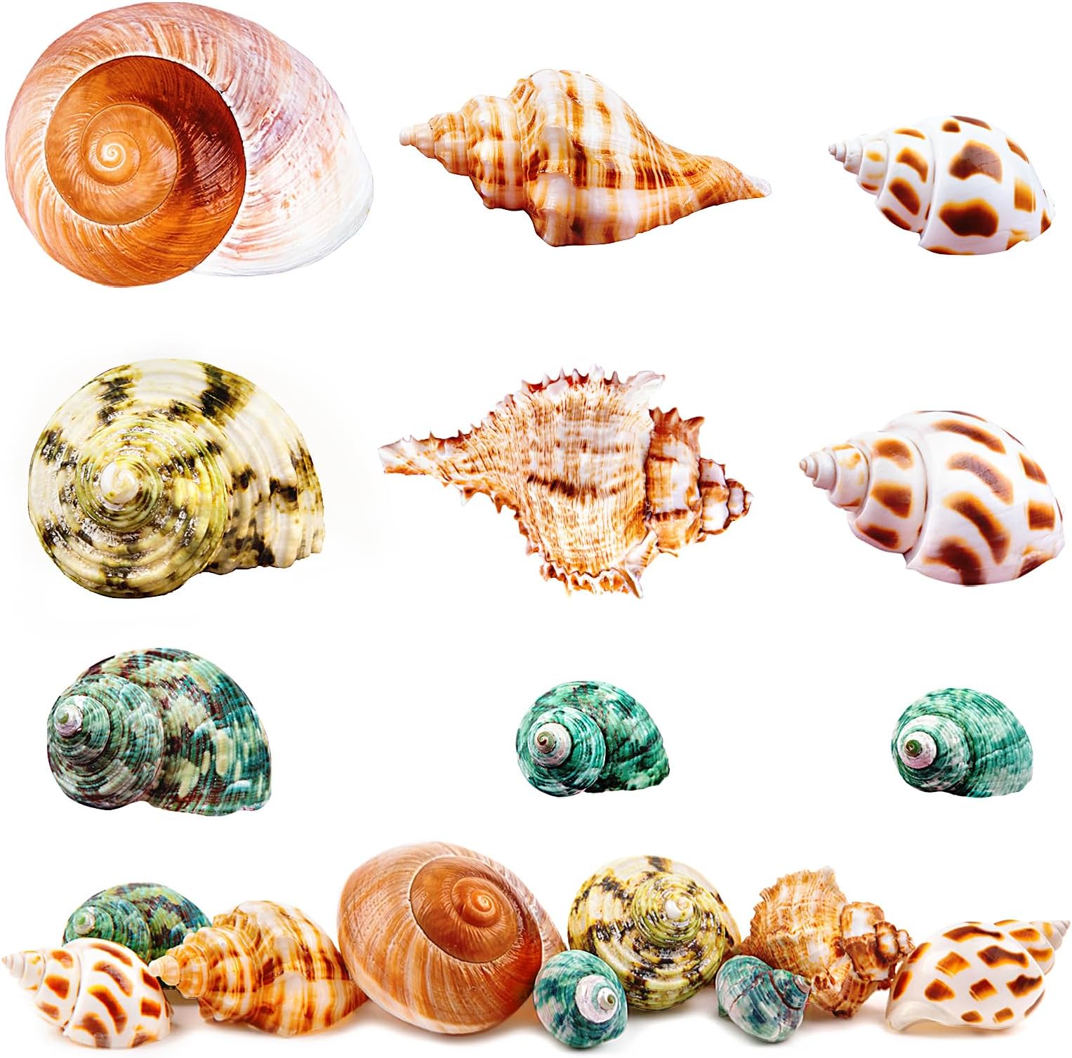 Amazon.com : DoubleFill 8 Pieces Hermit Crab Shells Medium to Large ...