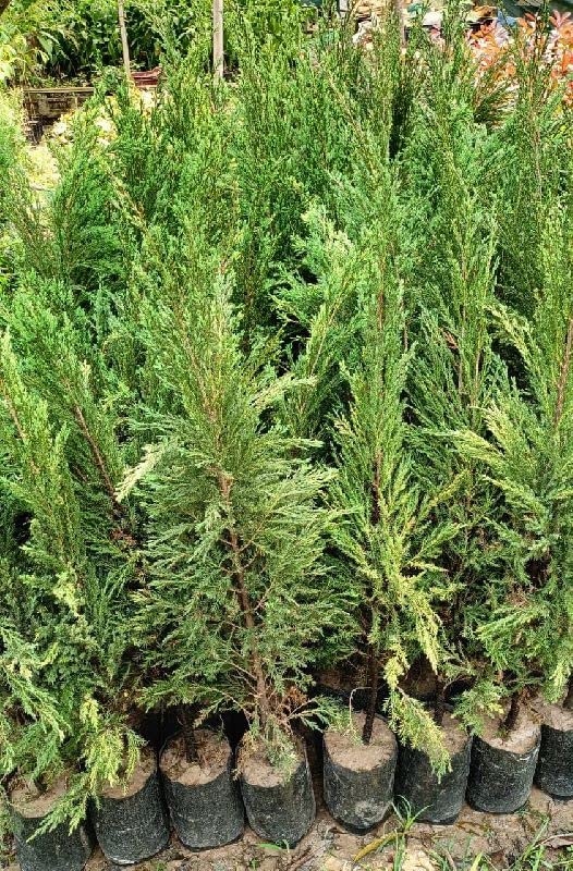 Bio Horticulture Nursery Online Pencil Pine Ornamental Plants ...