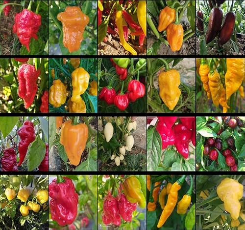 El Chile Mas Picante Del Mundo