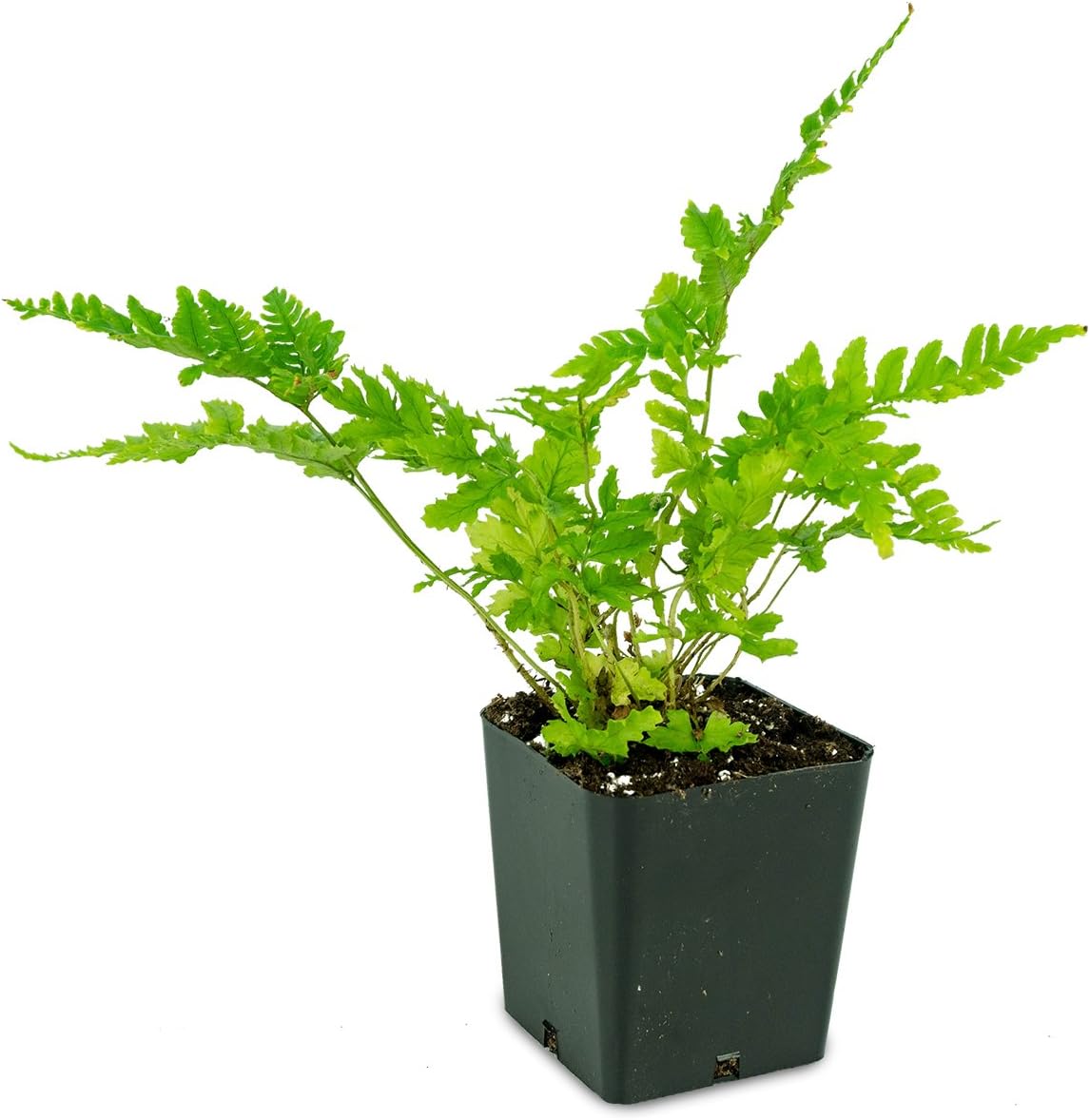 Amazon.com: Sprig & Stone Live Mini Ferns Terrarium Plants (Brilliance ...