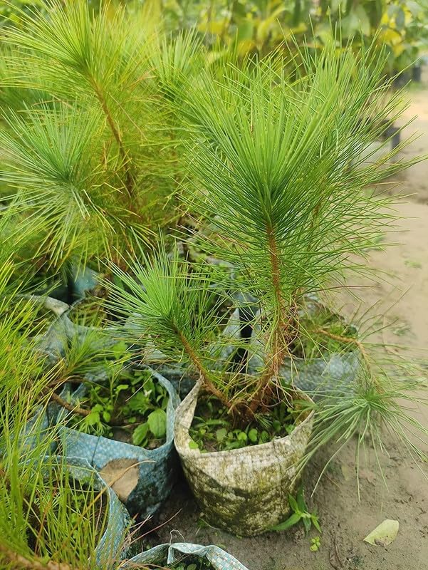 All Season Himalayan Long leaf Chir Pine Live Plant | Indoor Outdoor ...