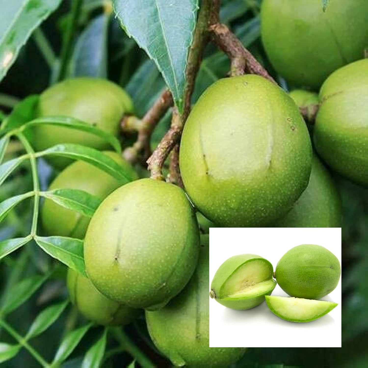 Chitra Garden Plum Bilati Amra Spondias Mombin All Time Grafted Fruit ...