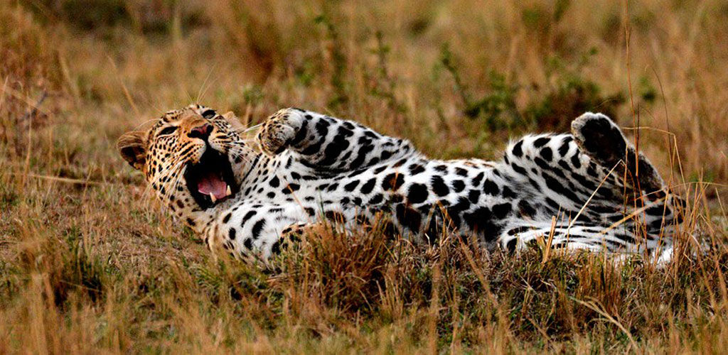 160 Word Towers:Amazon.com:Appstore for Android