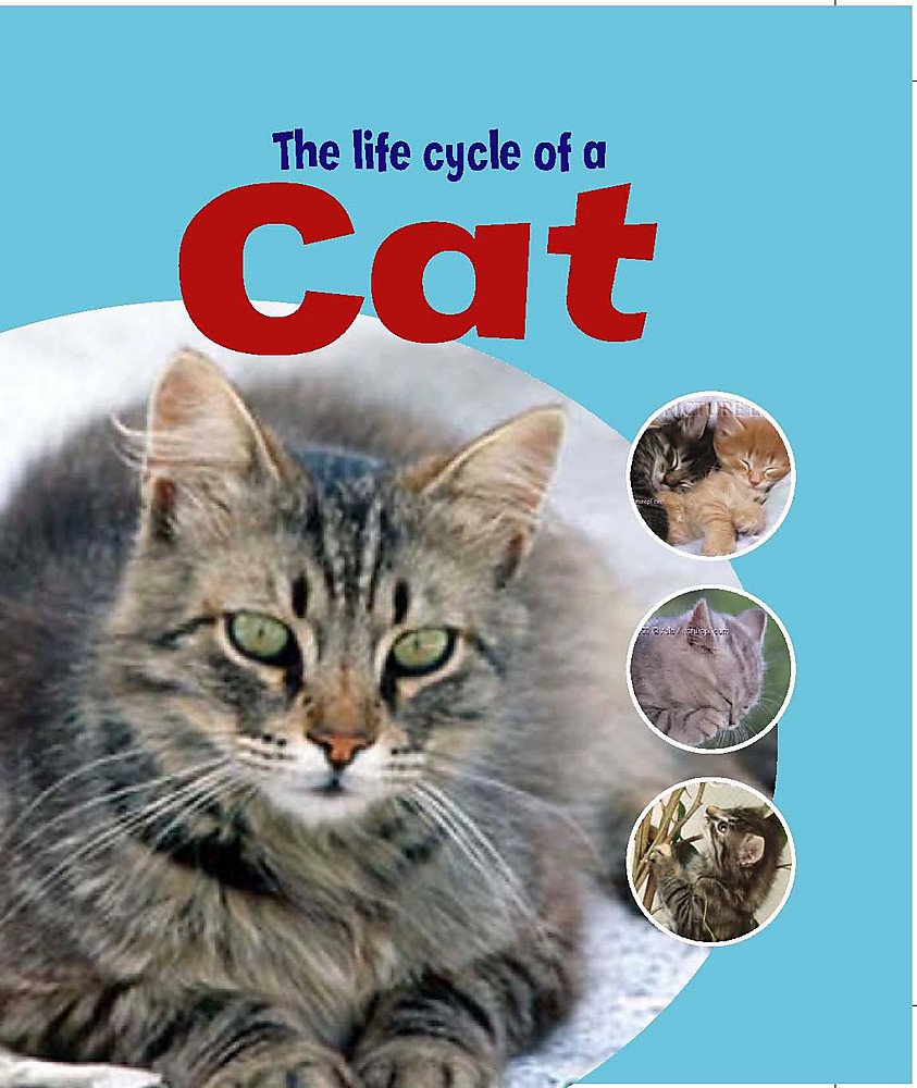 Learning About Life Cycles: The Life Cycle of A Cat: Amazon.co.uk ...