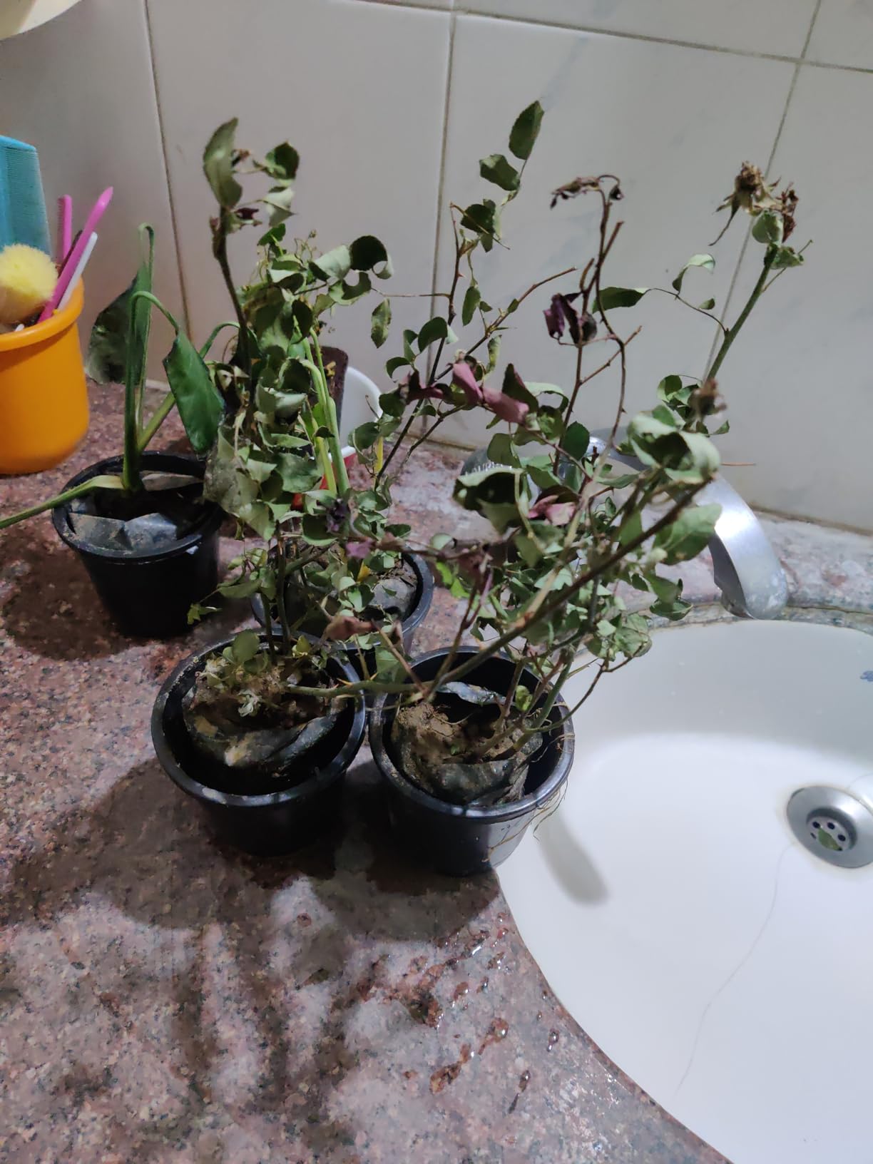 Guruji Plantation Rare English Varieties Red Climbing Rose Live Flower ...