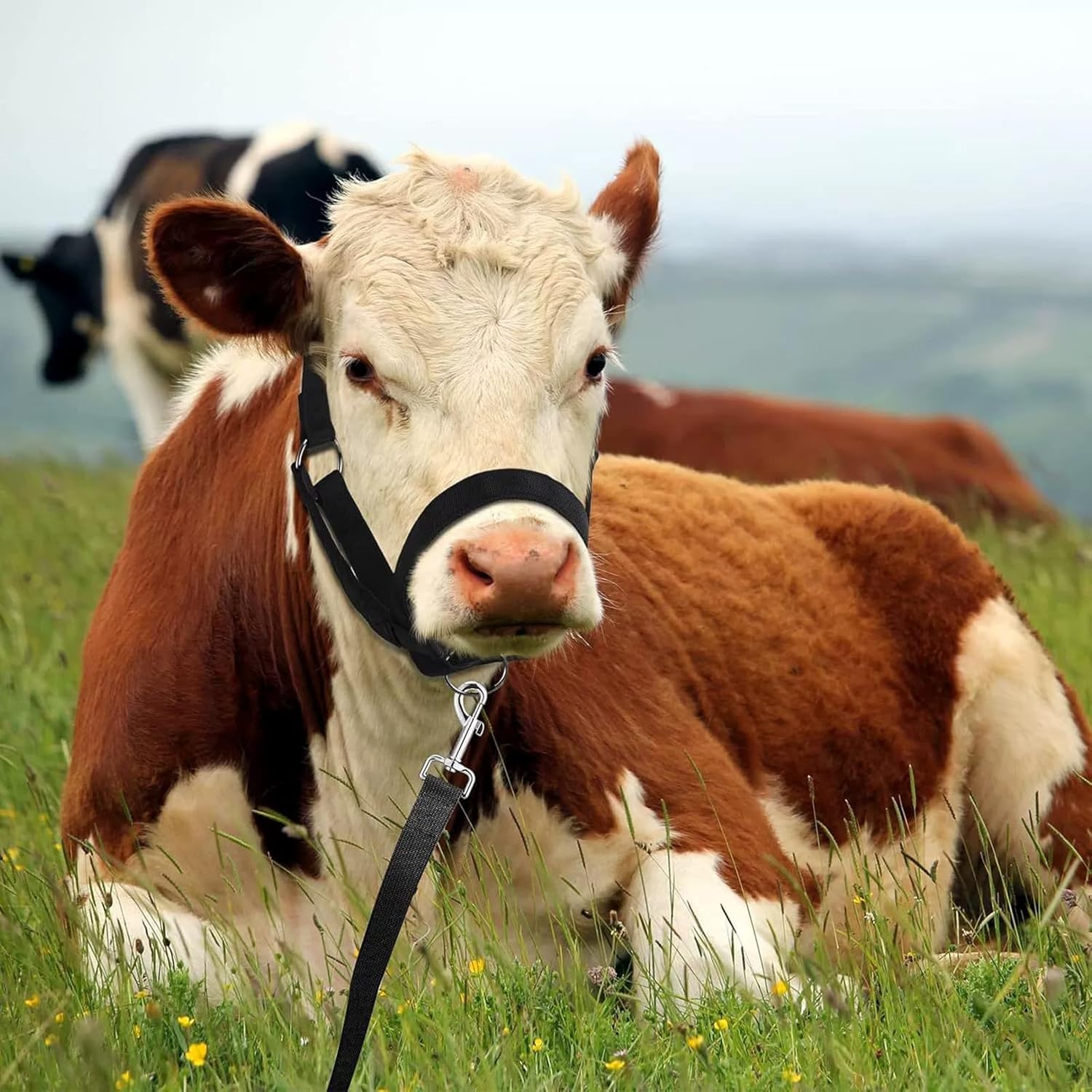 Amazon.com: Nylon Cow Halter, Livestock Calf Halter, Equipped with ...