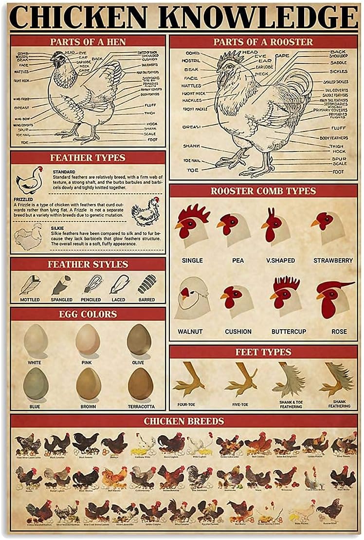 Amazon.com: ESETASOT Chicken Knowledge Metal Sign-Poultry Science Guide ...