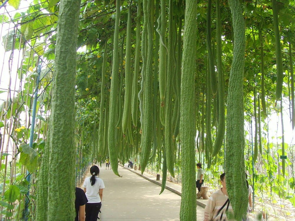 Amazon.com : Seeds Organic Green Long Oval Luffa Vegetable Seeds Towel ...